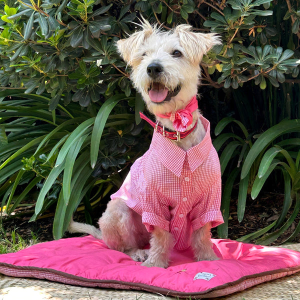 CAMISAS Y PLAYERAS - Perro de Mundo