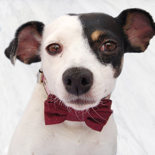 MOÑOS Y PAJARITAS - Perro de Mundo